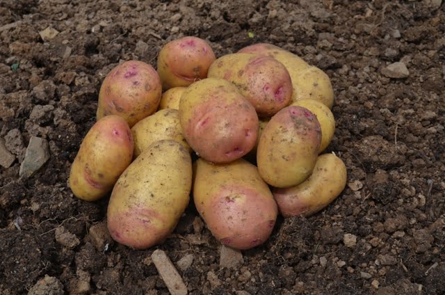 Organic Carolus Potatoes (kg) - Worton Kitchen Garden