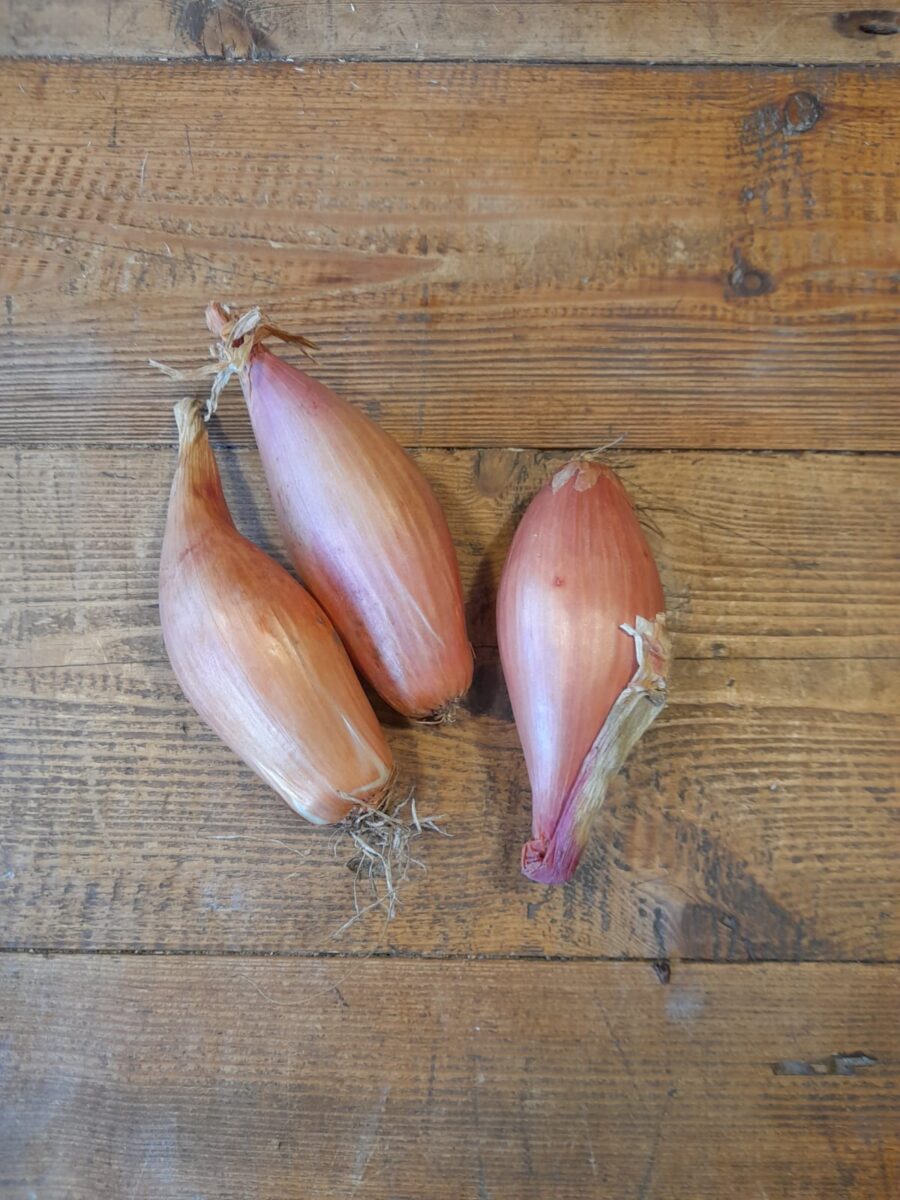 Worton's Finest Banana Shallots (kg) - Worton Kitchen Garden