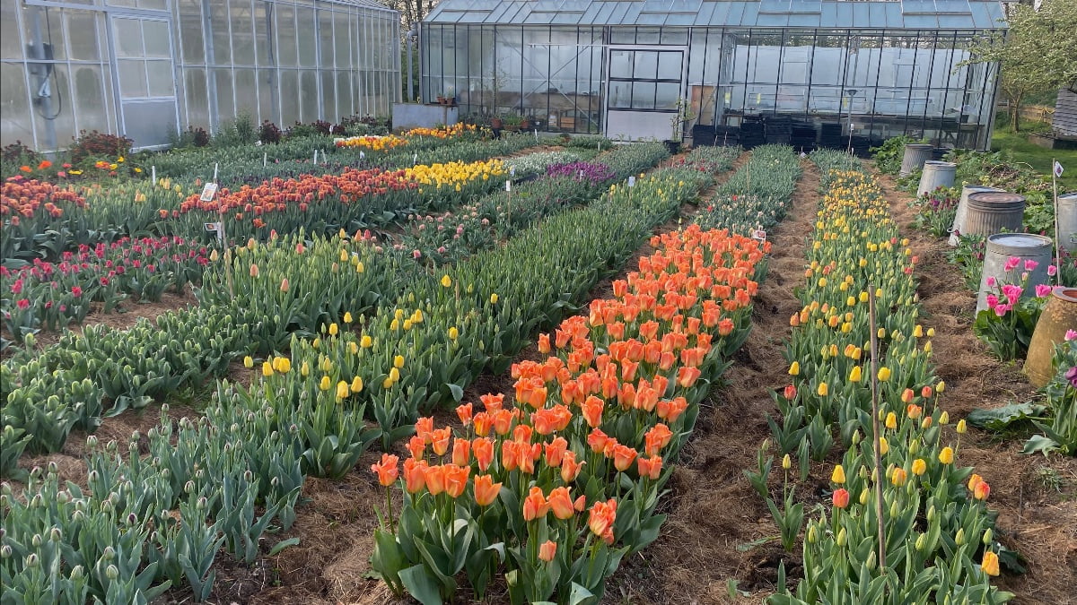 A Sea of Glorious Tulips! - Worton Kitchen Garden
